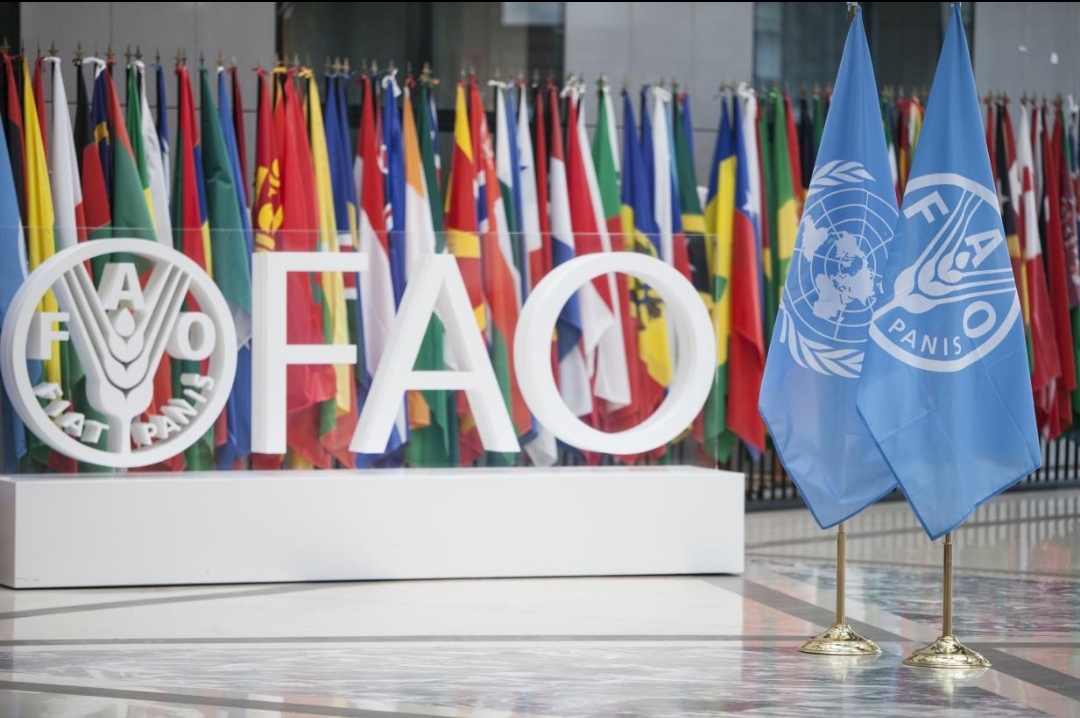80 Years of FAO: A Pillar of Global Food Security - World Organization ...